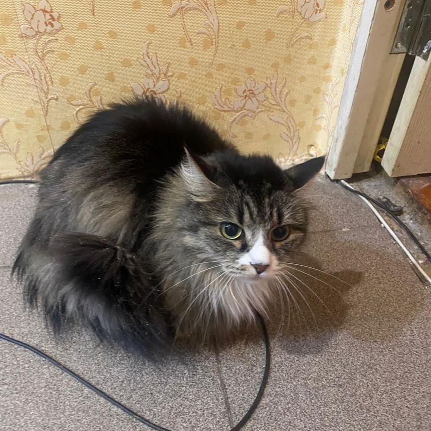 Кошечка