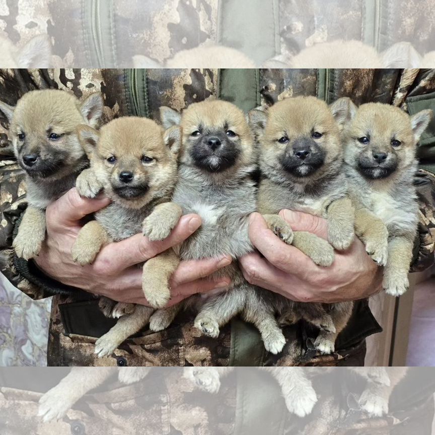 Сиба-ину, щенок