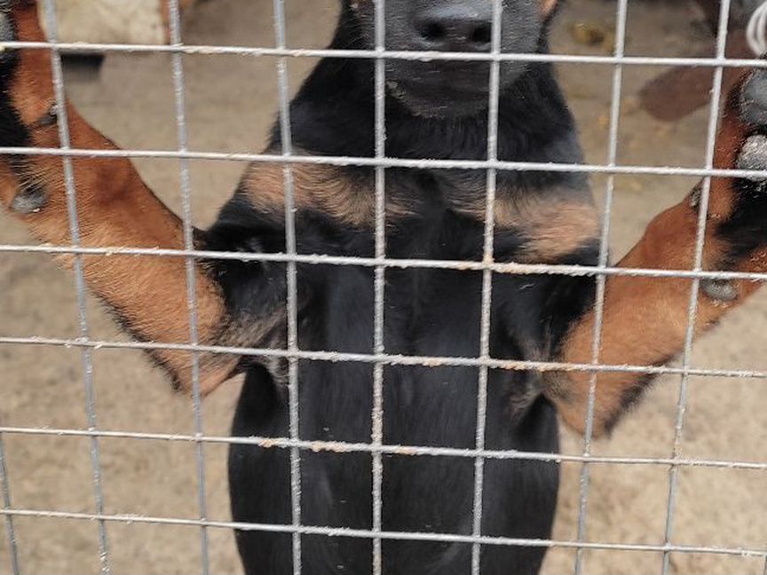 Щенки ягдтерьера