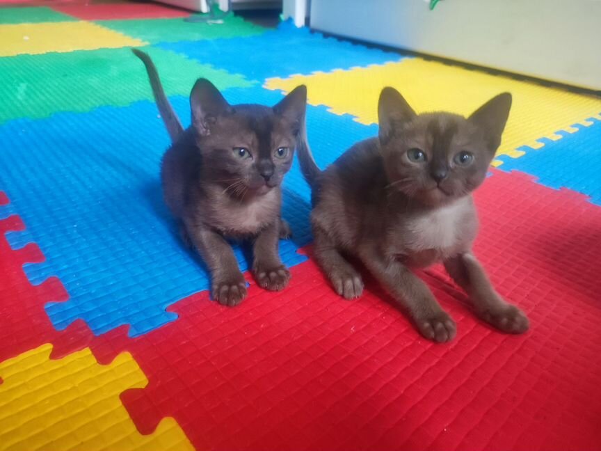 Бурманские котята