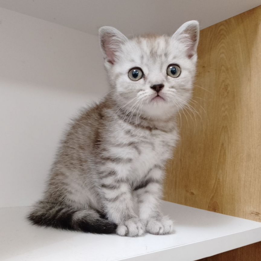 Британский котик