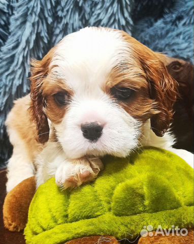 Щенки Кавалер Кинг чарльз спаниель