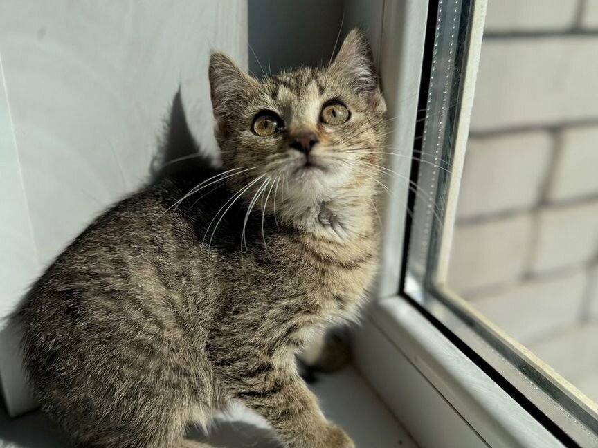 Лапочка котёнок Джимми