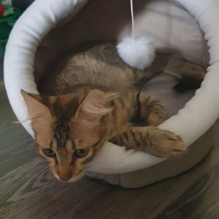 Котенок