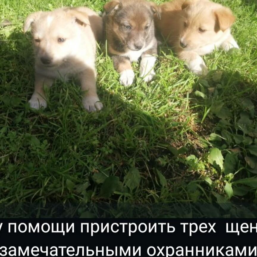 Отдам в добрые руки щенков