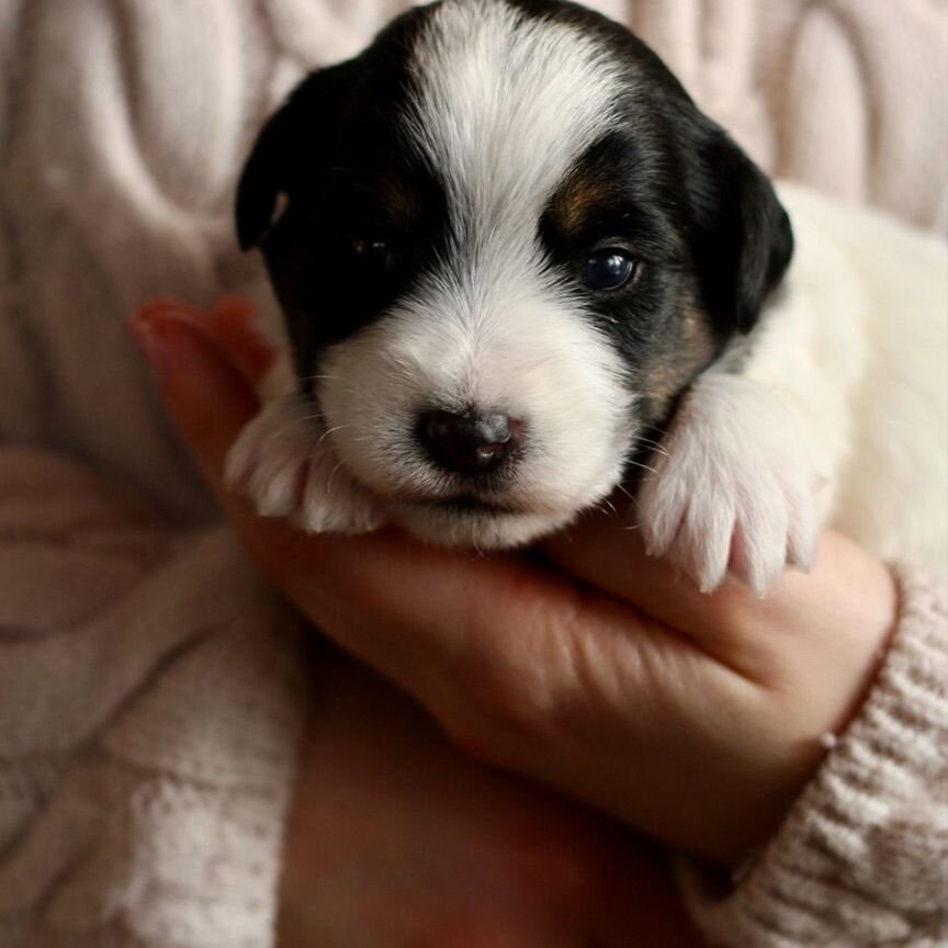 Щенки джек рассел терьер