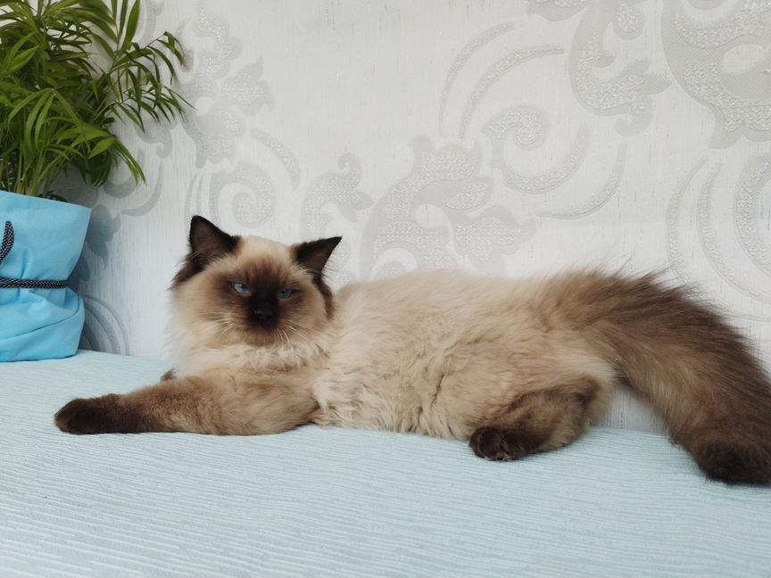 Кошечка рэгдолл