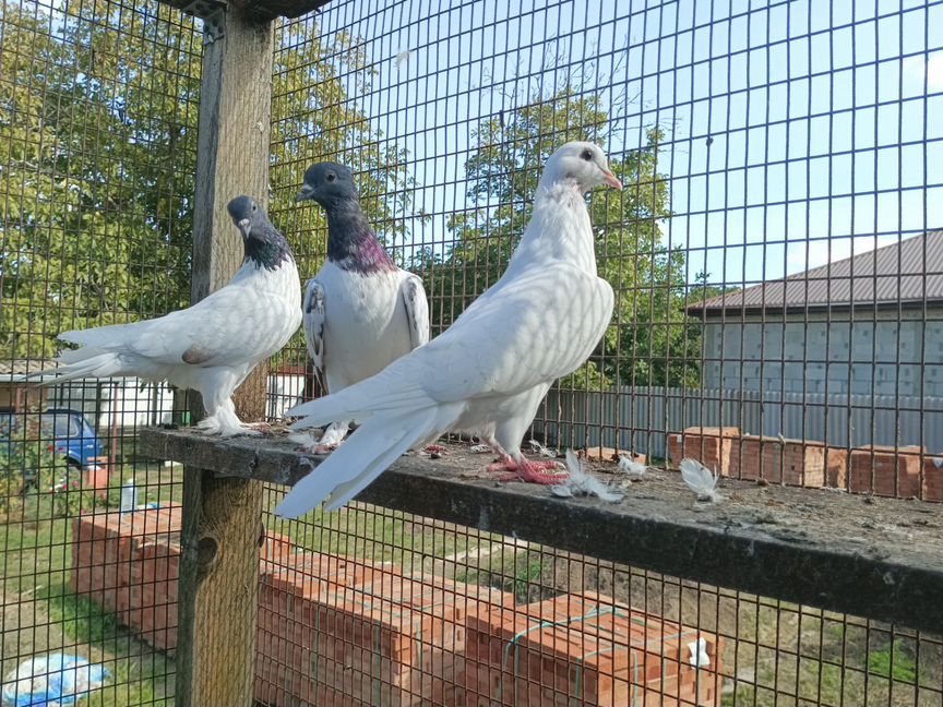 Продаю Голубей