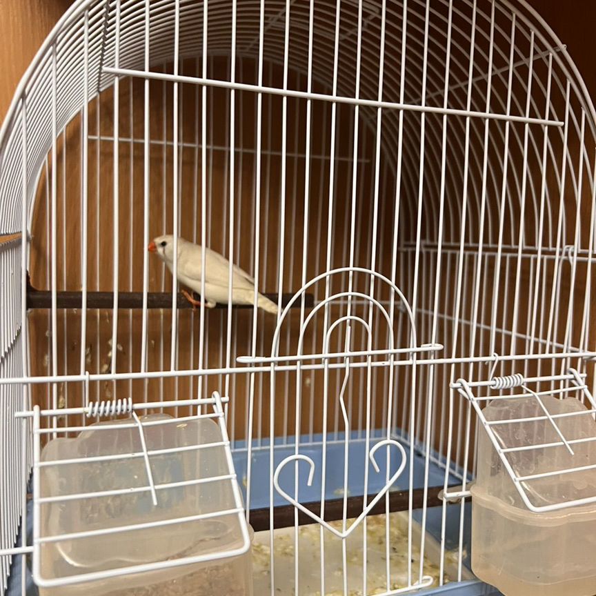 Амадинка с клеткой