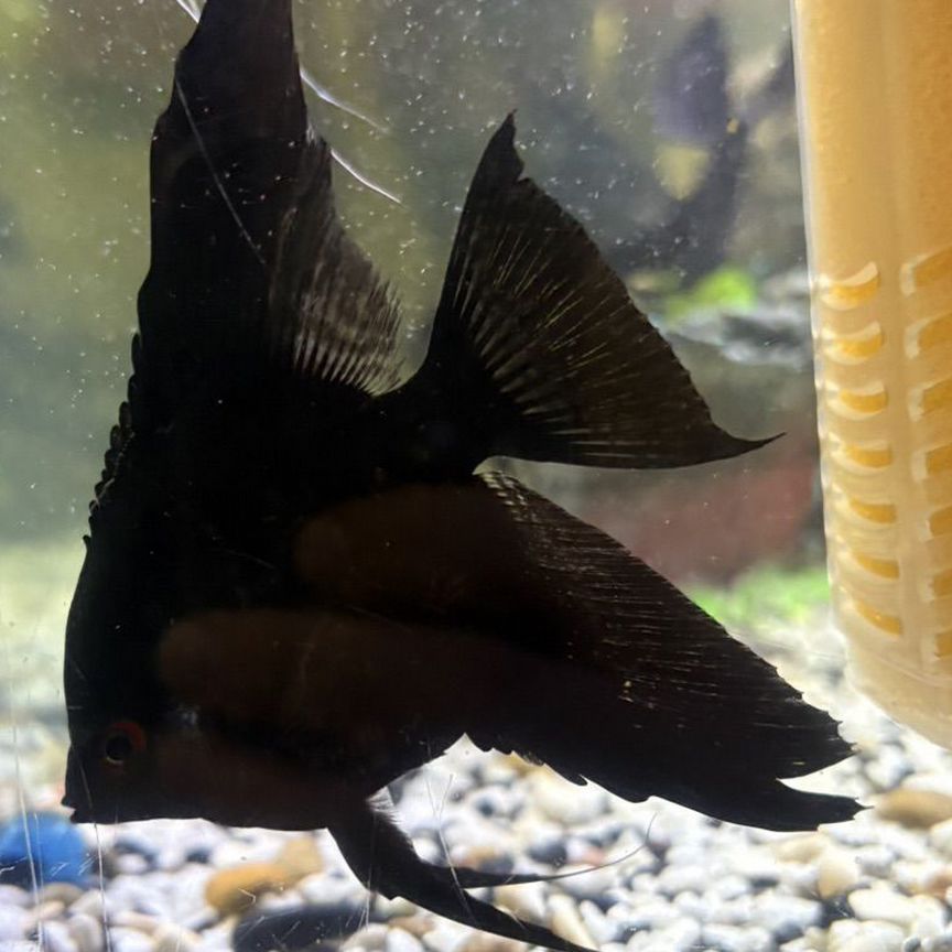 Скакярии и тарракатумы