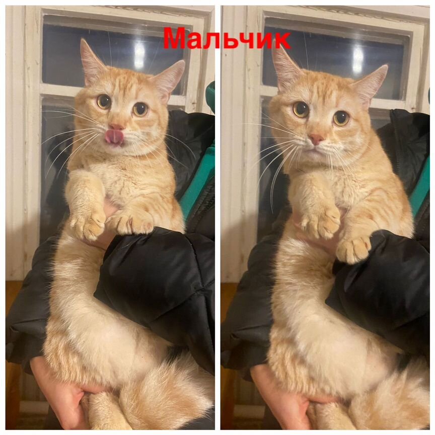 Пушистики