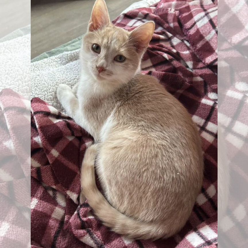Кот умница