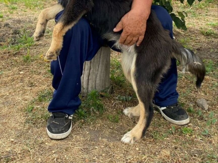 Смесь немецкой овчарки и хаски