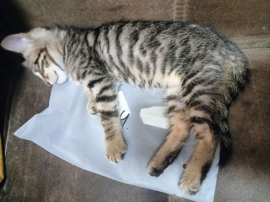 Котенок. Мама мраморная бенгальская