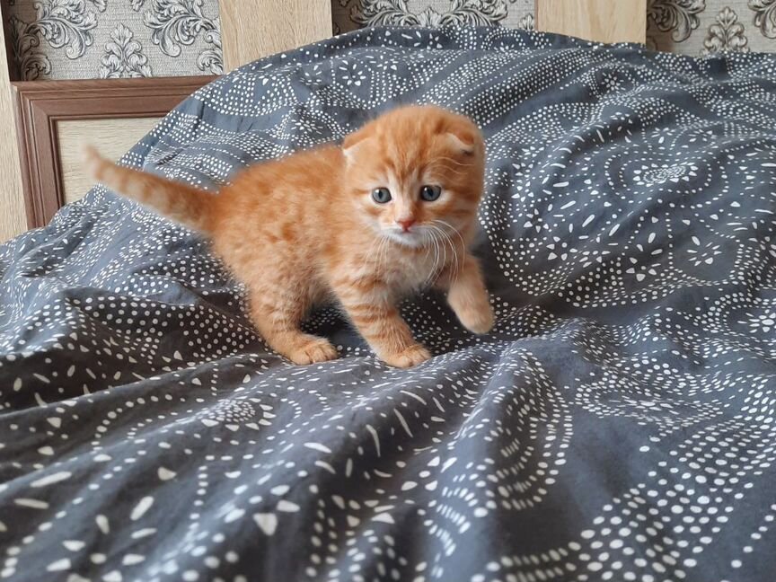 Шотландские вислоухие котята