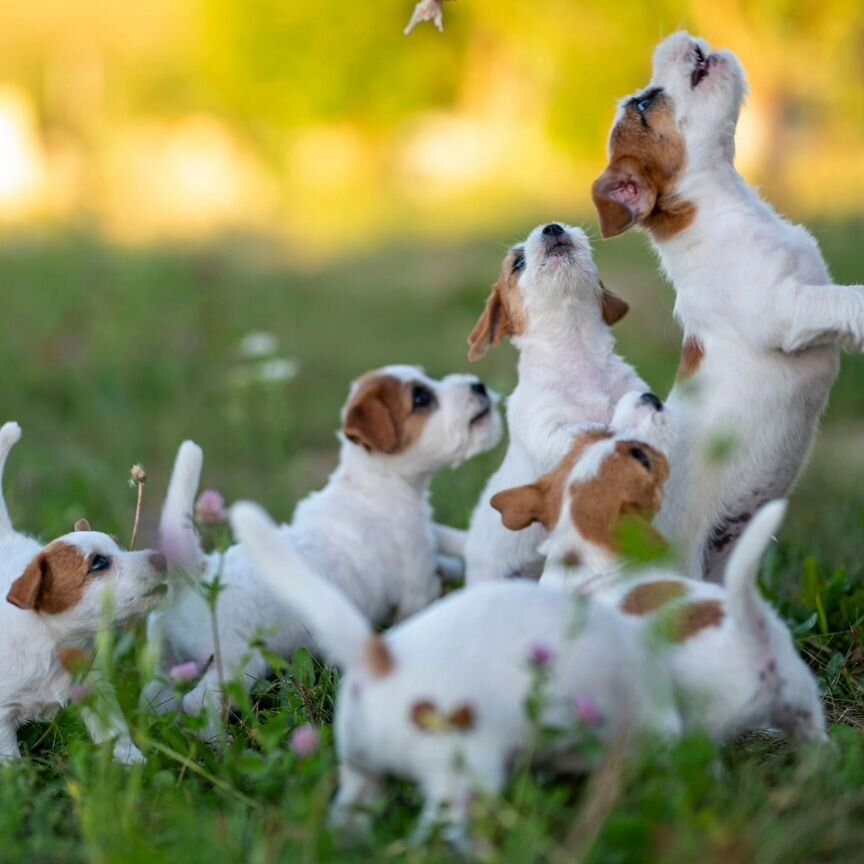 Щенки джек рассел терьер жесткошерстные и броукен