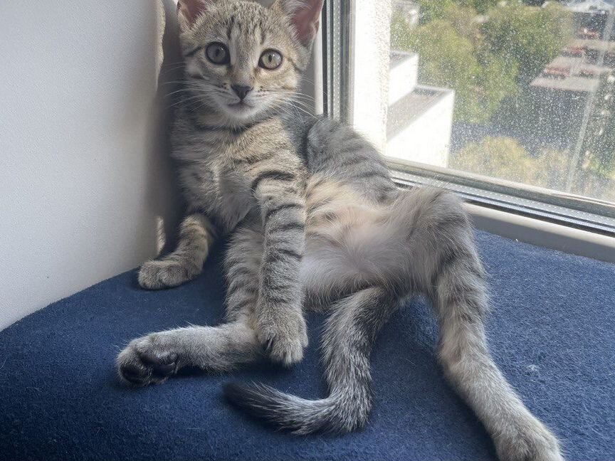 Кошки 3 месяца