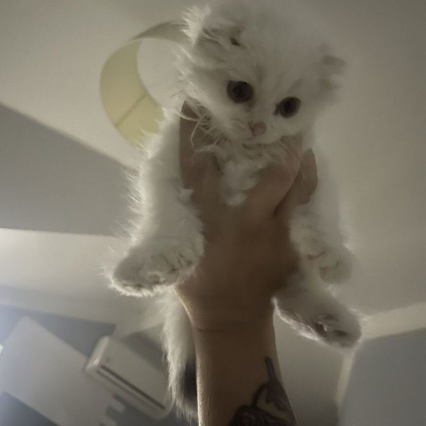 Котенок вислоухий