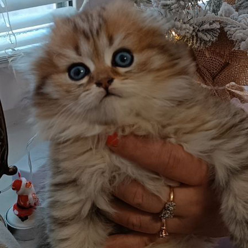 Шотландский вислоухий длинношёрстный котёнок