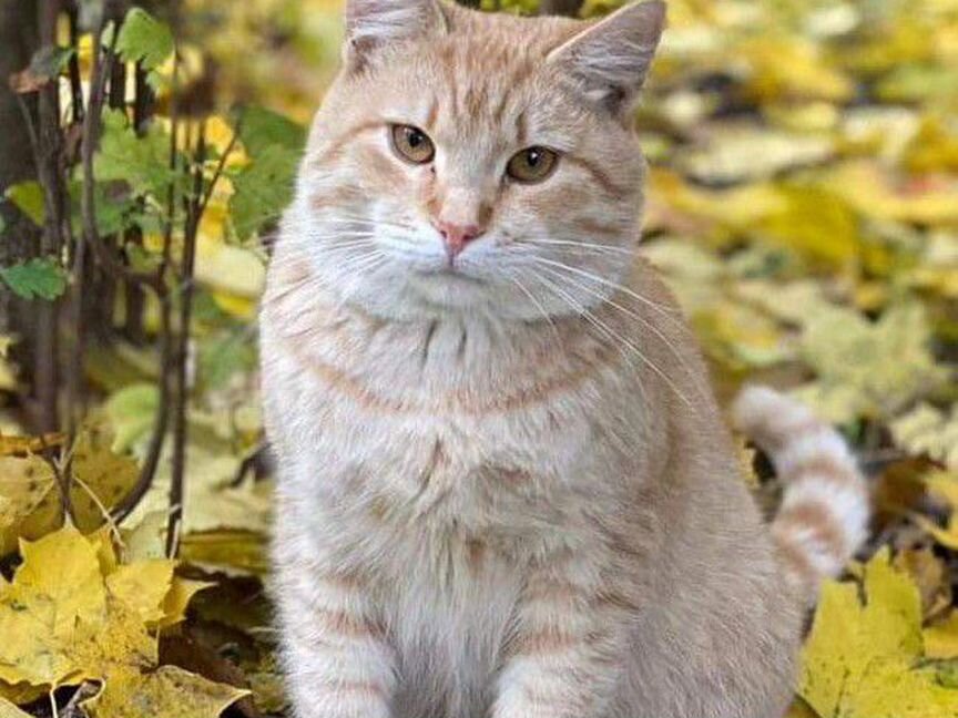 Котик. Брутальный и надёжный. Мо. Ищет ручки