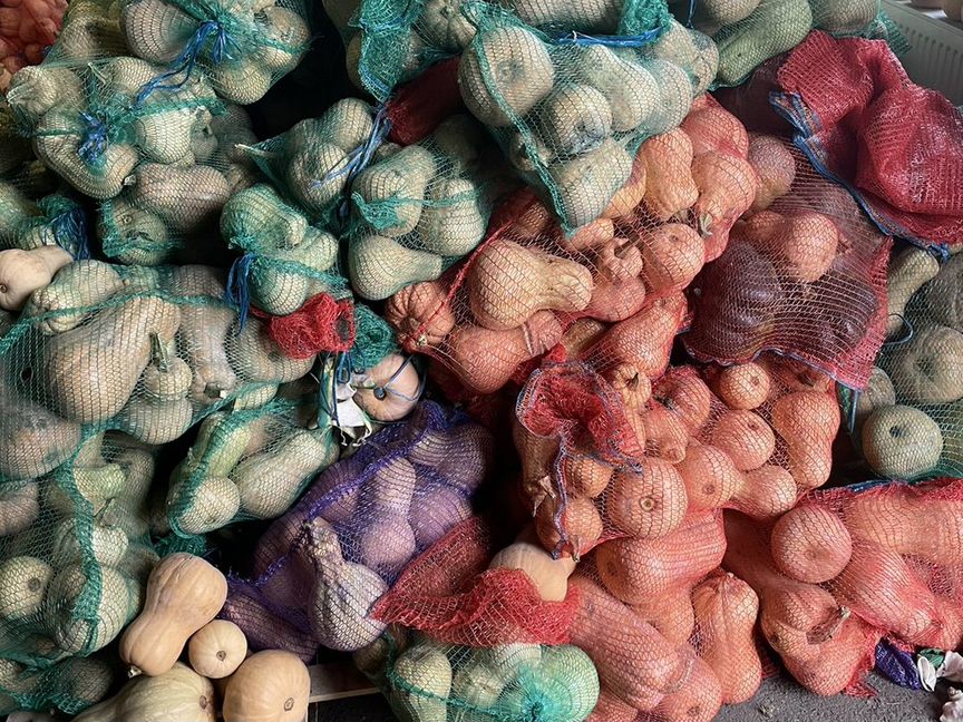 Тыква на корм