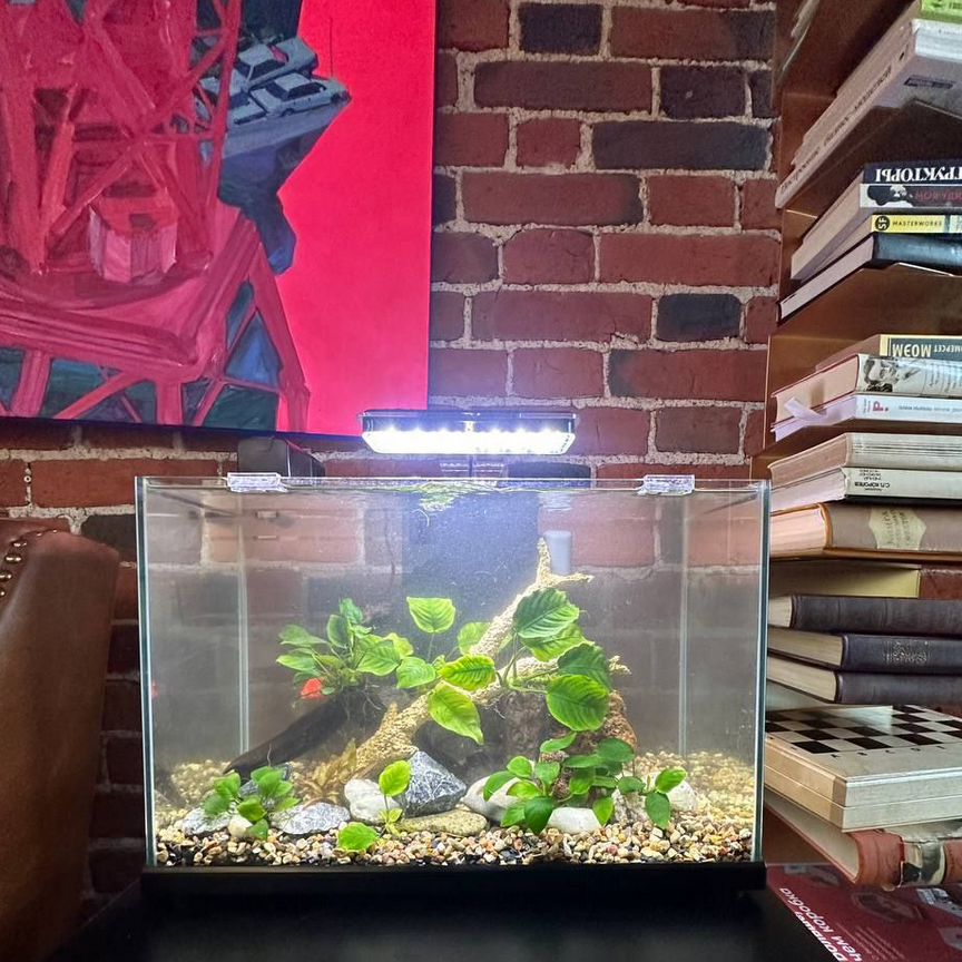 Аквариум с рыбками