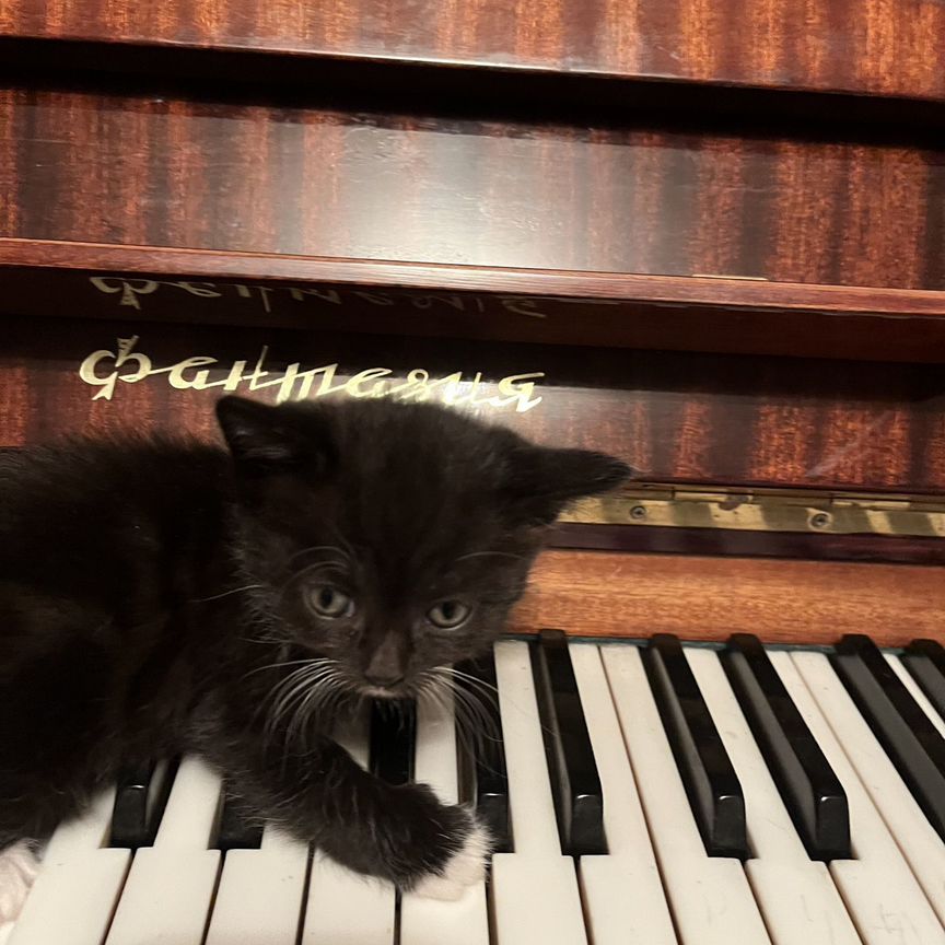 Котёнок в добрые руки