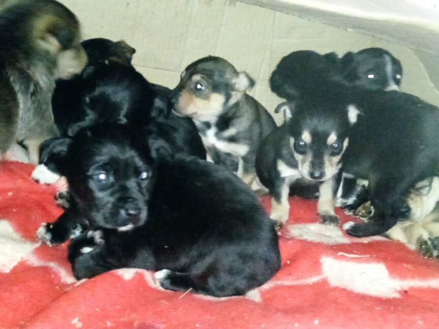 Щенки, будущие охранники