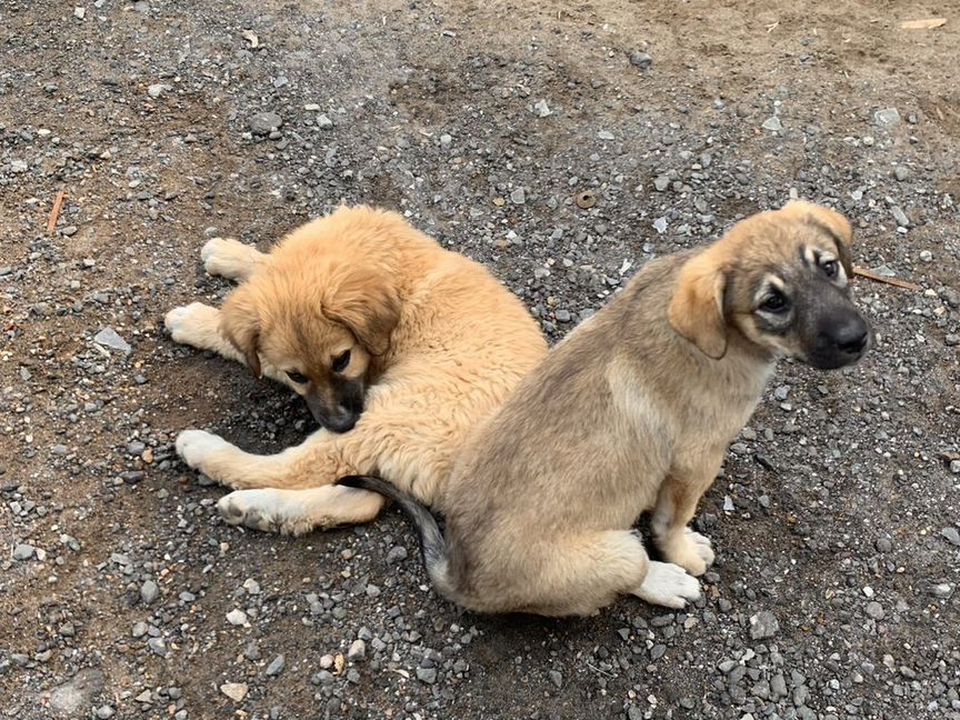 Собачки