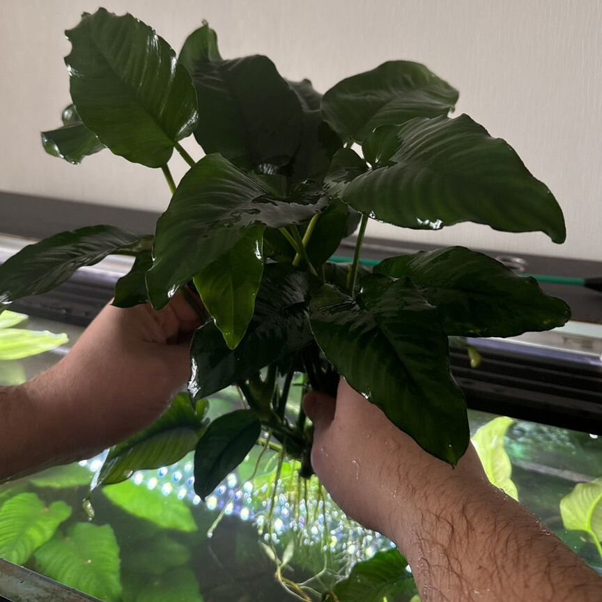 Аквариумное растение Анубиас Бартера