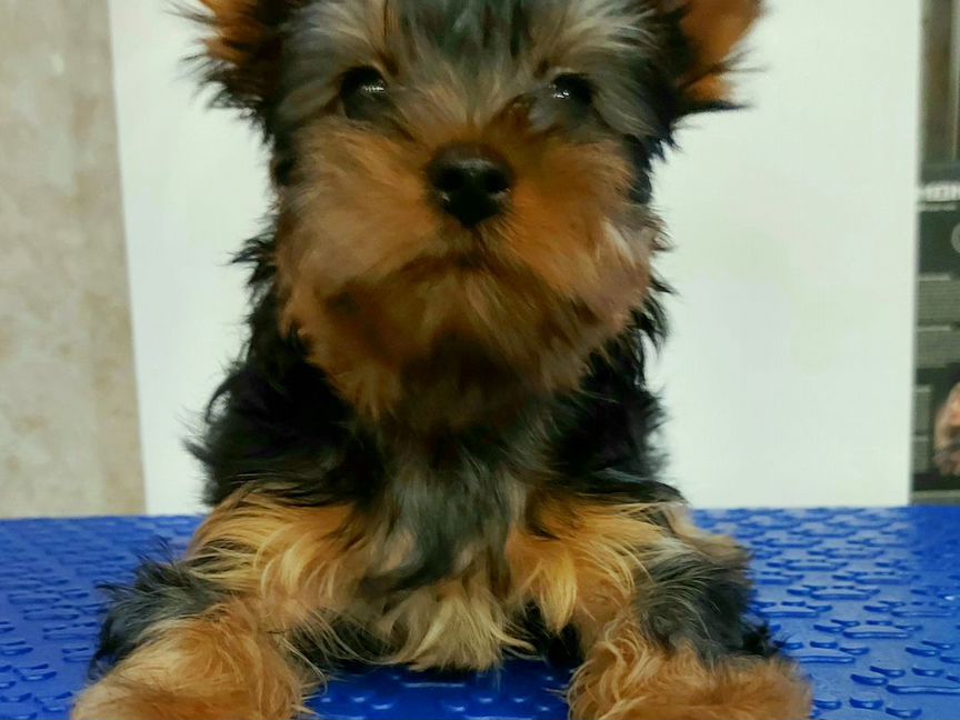 Йоркширский терьер девочка