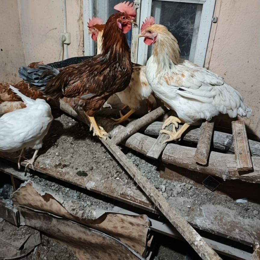 Домашние молодые петухи