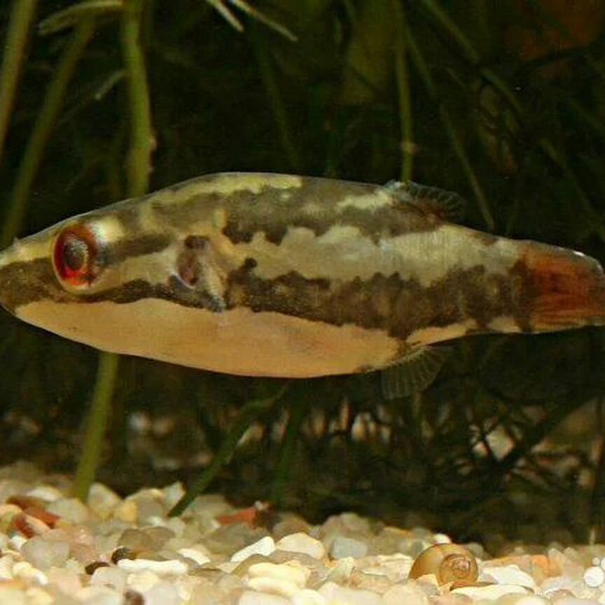 Красноглазый тетрадон