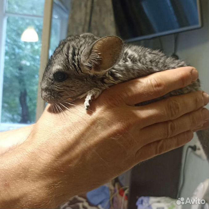 Шиншиллы девочки (2 шт.)