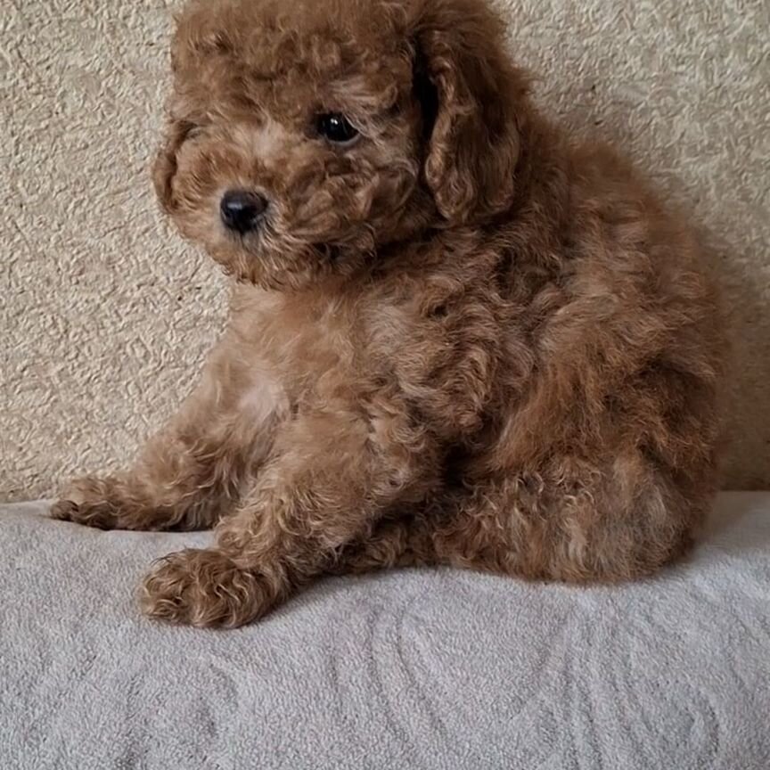 Корейский тикап пудель