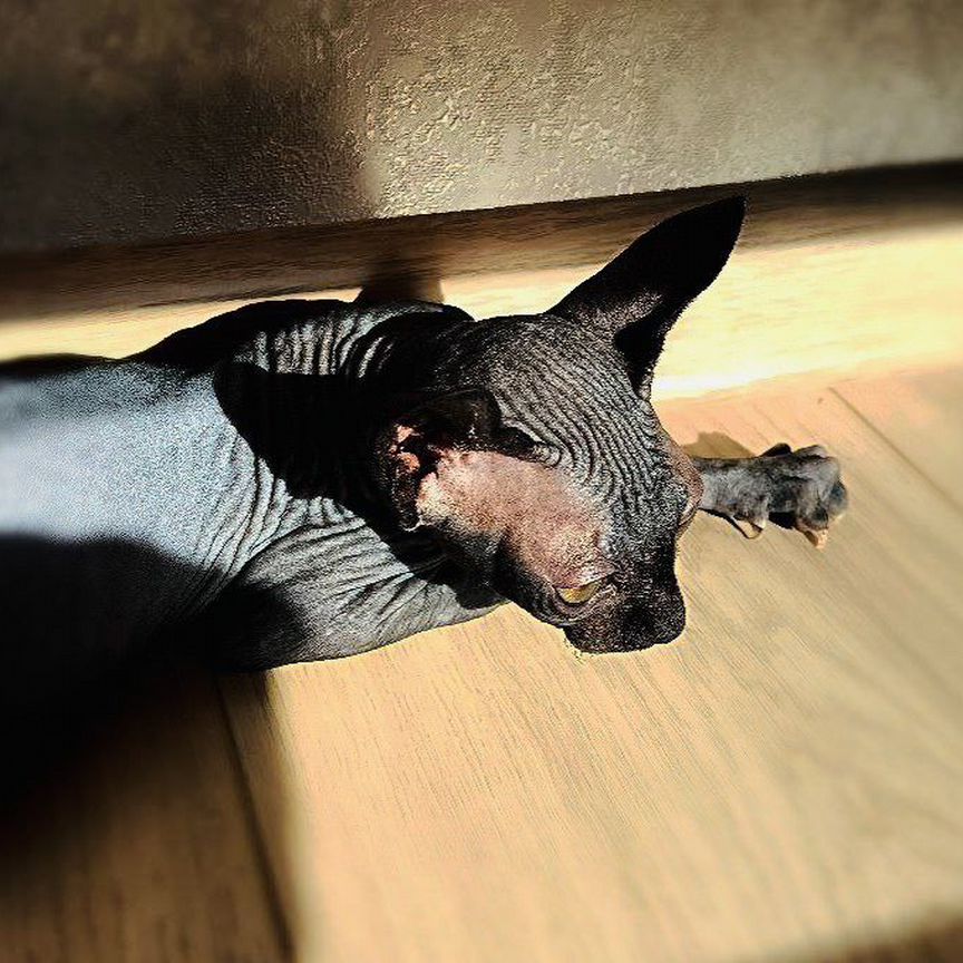 Сфинкс с "имуществом"