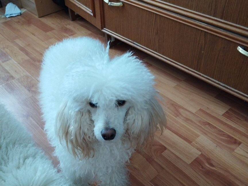 Той-пудель белый