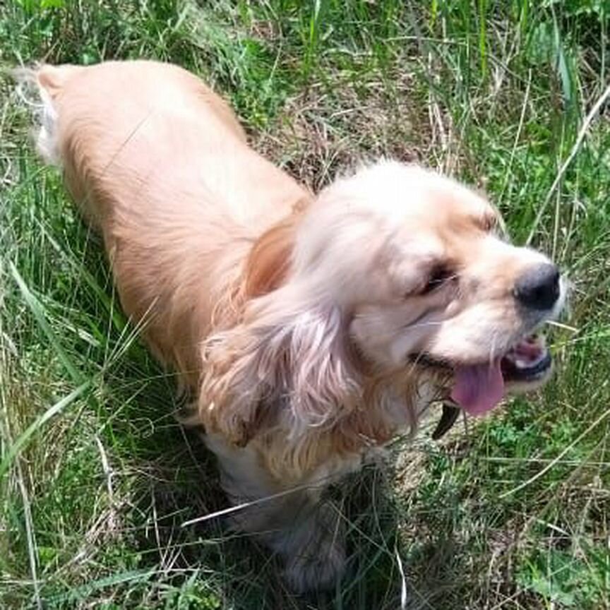 Продам американского кокер спаниеля