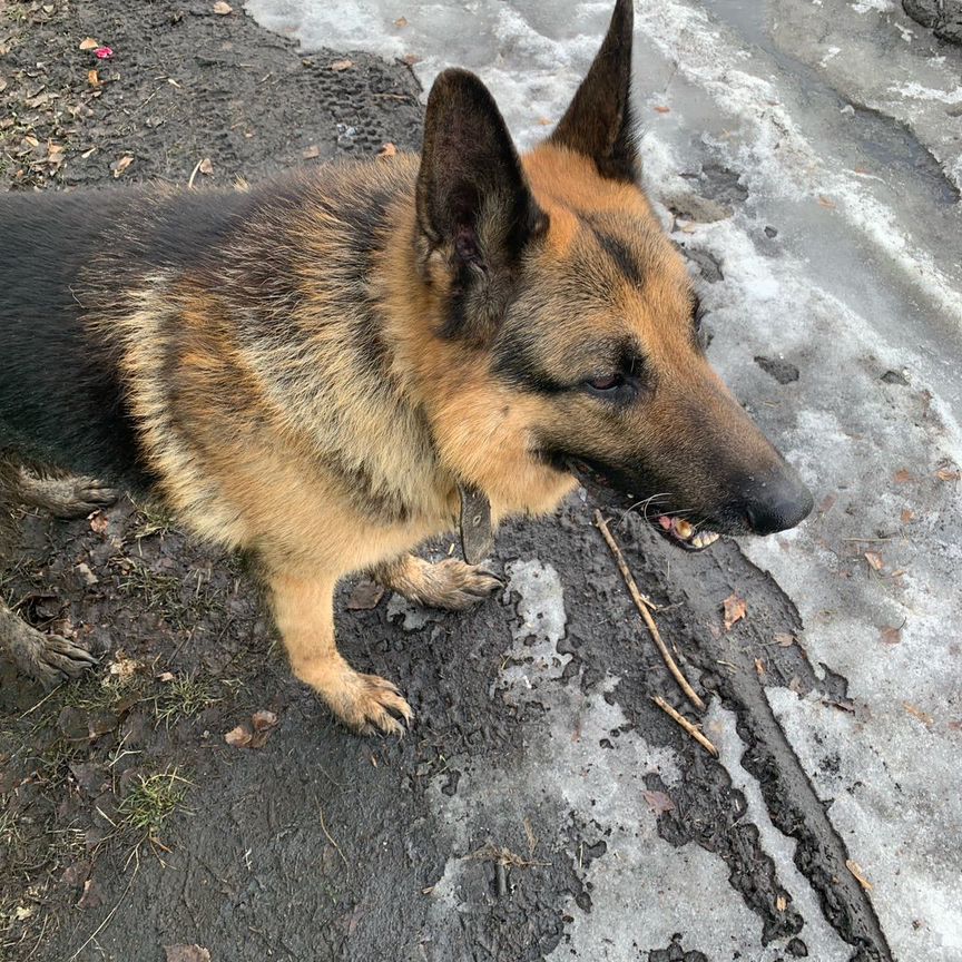 Немецкая овчарка