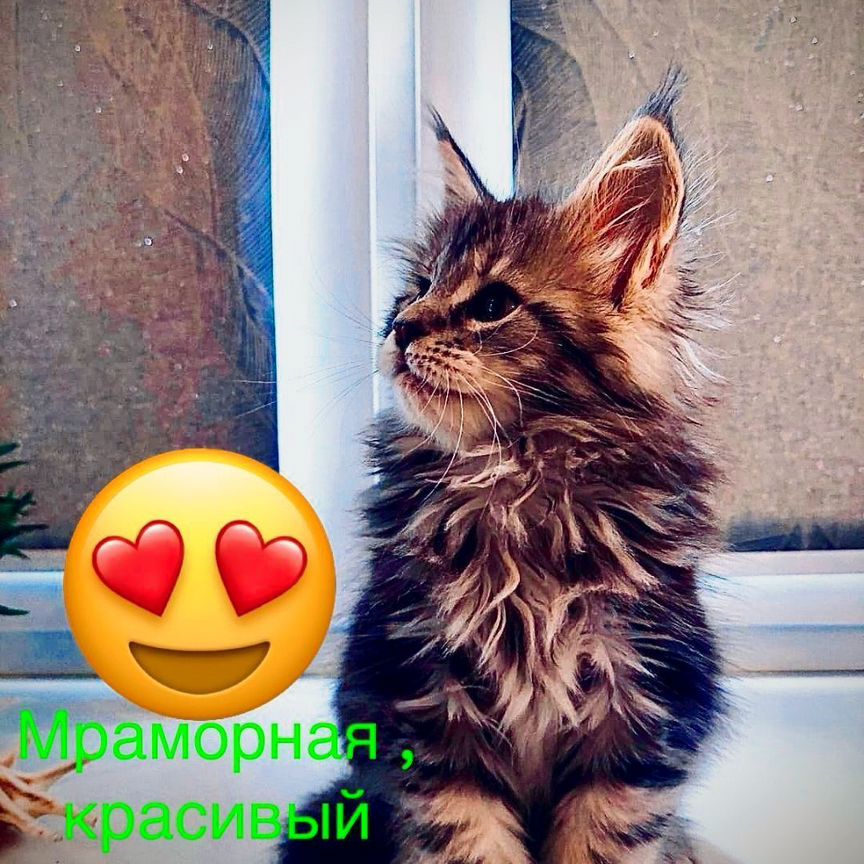Мраморный котёнок Мейн-куна