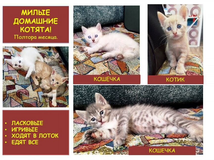 Милые домашние котята в хорошие руки