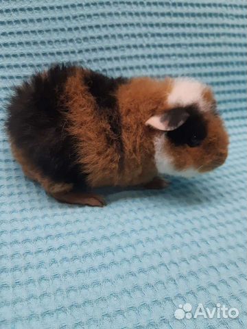 Морская свинка американский тедди