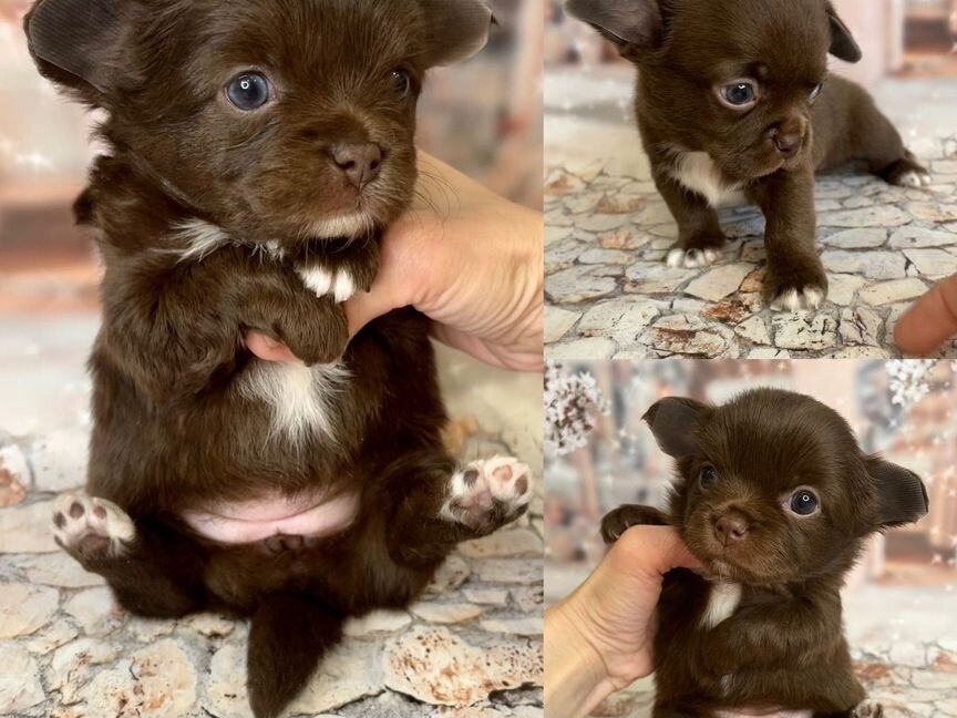 Щенки чихуахуа РКФ