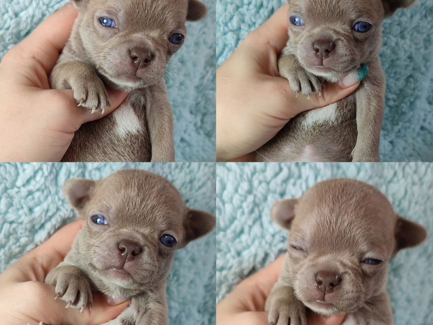 Лиловые и шоколадные булочки