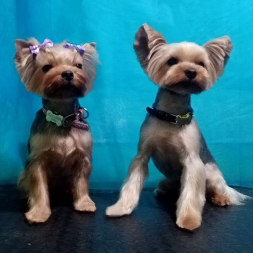 Йоркширский терьер, щенок