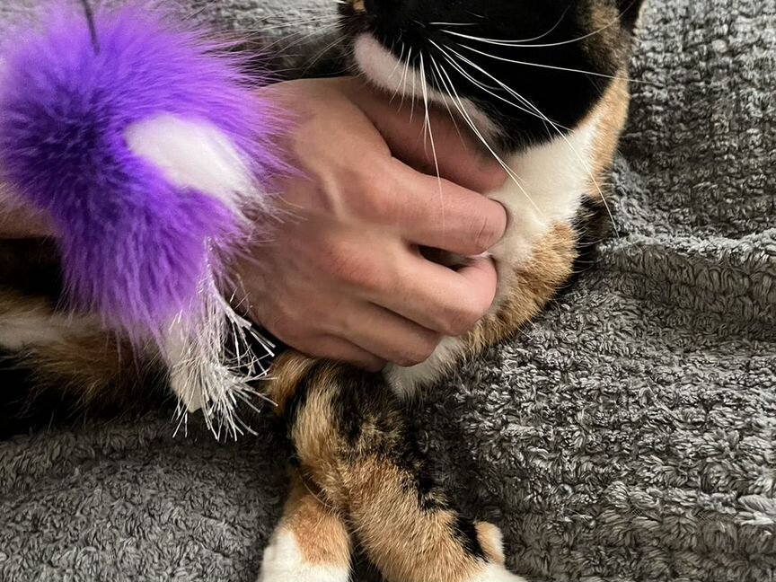 Кошка в добрые руки