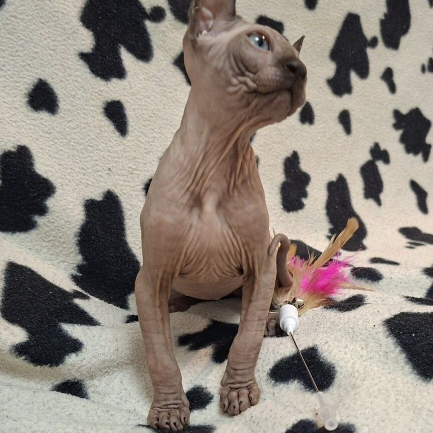 Канадский сфинкс котёнок