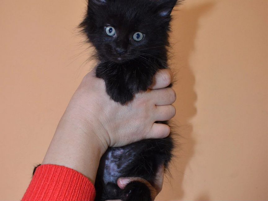 Котята мейн-кун с документами