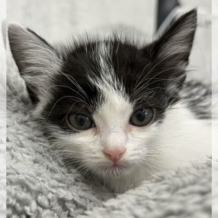 Котёнок в добрые руки