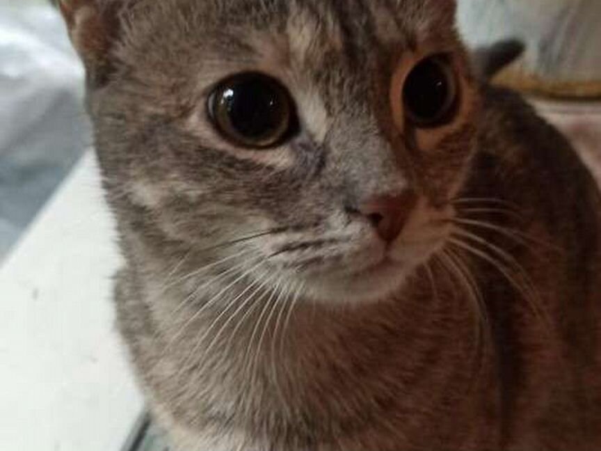 Кошечка Мишель в добрые руки